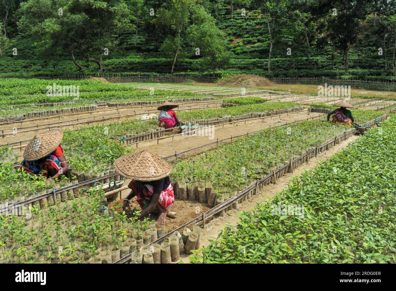 Workers at the Malnicherra Tea garden are nursing more than 25 lacs of ...