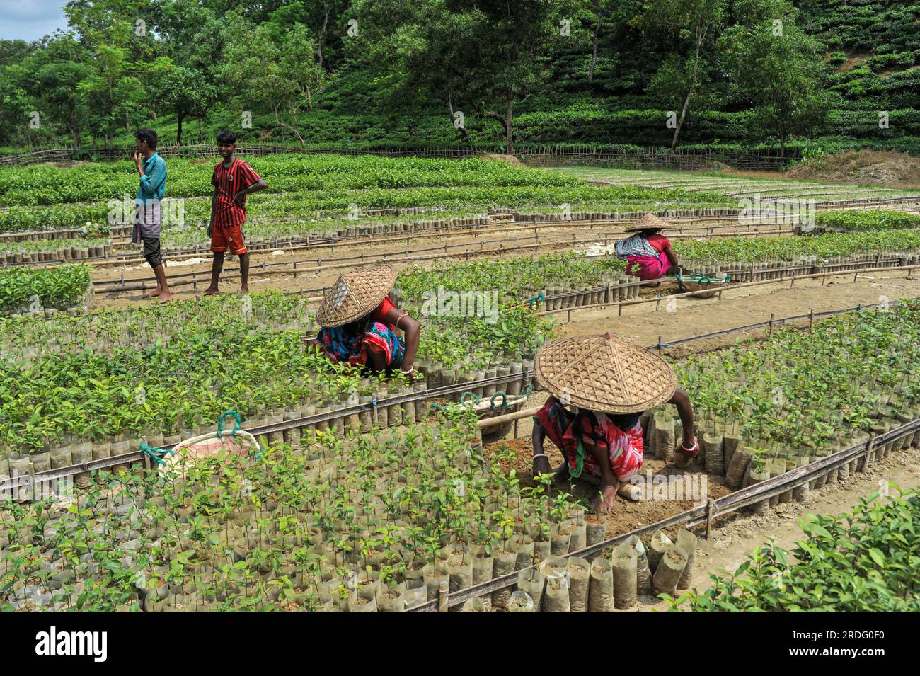Workers at the Malnicherra Tea garden are nursing more than 25 lacs of ...