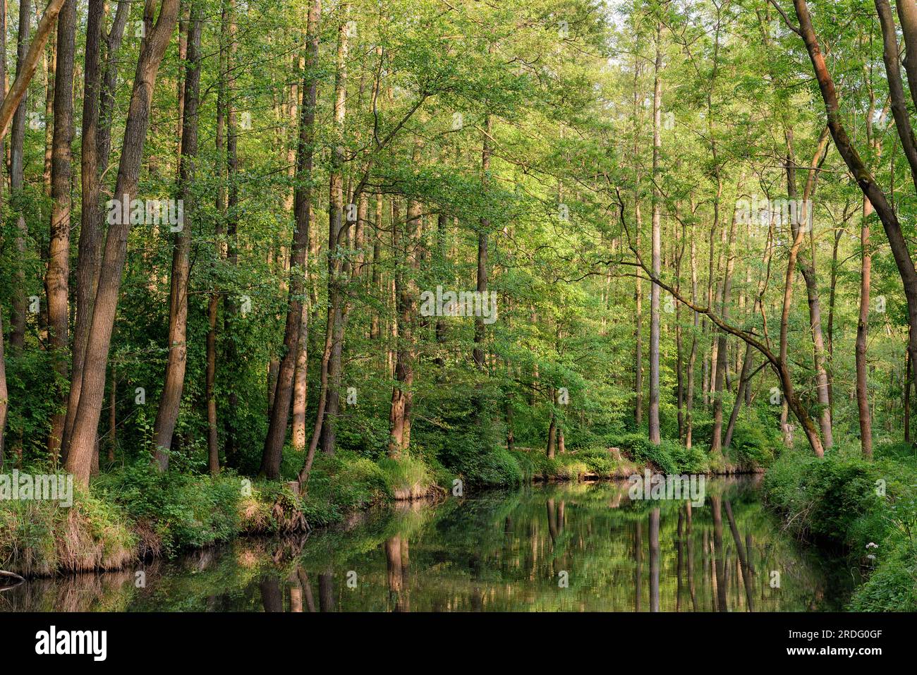landscape in Spreewald in Brandenburg in Germany Stock Photo - Alamy