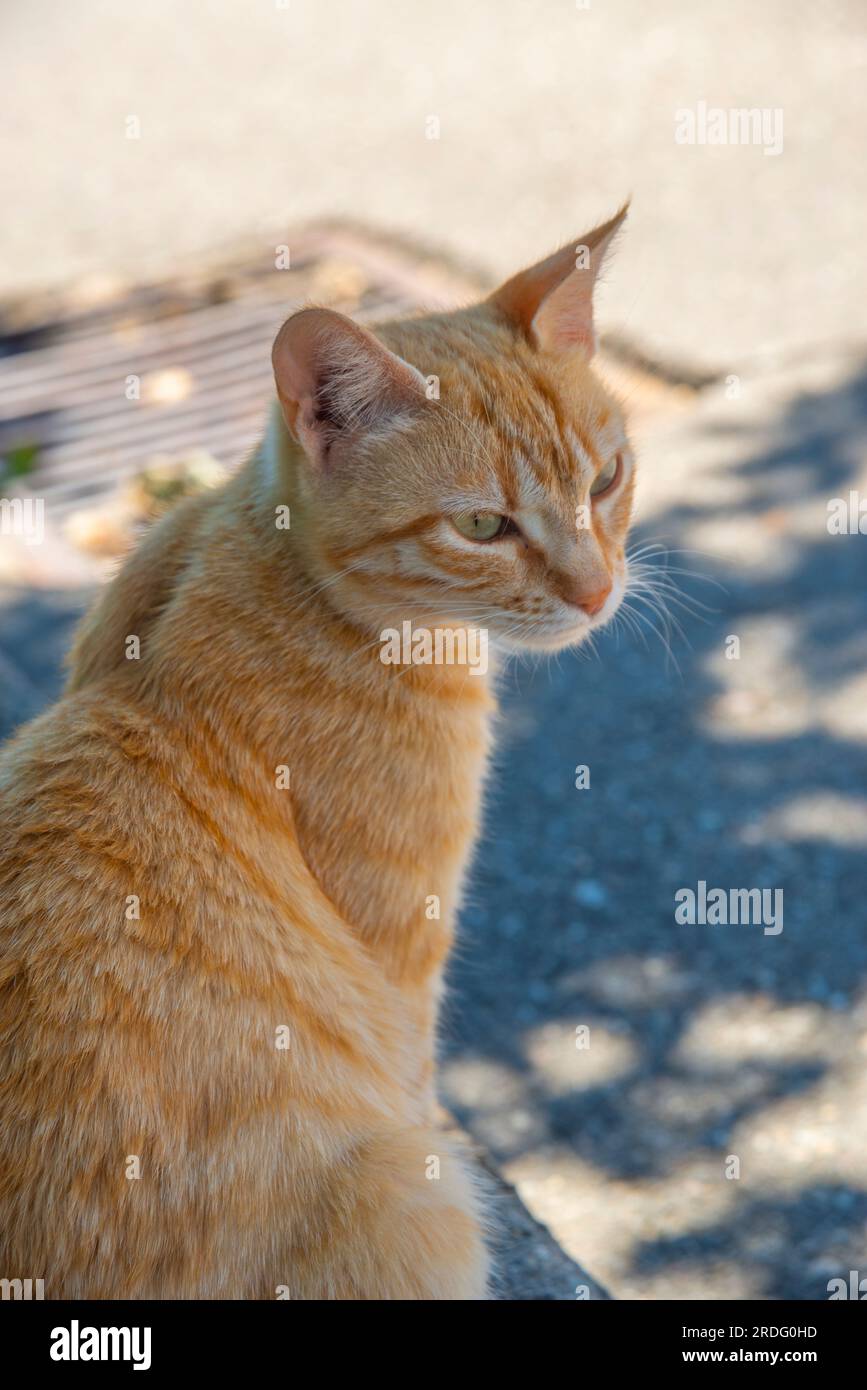 Orange tabby cat Stock Photo - Alamy