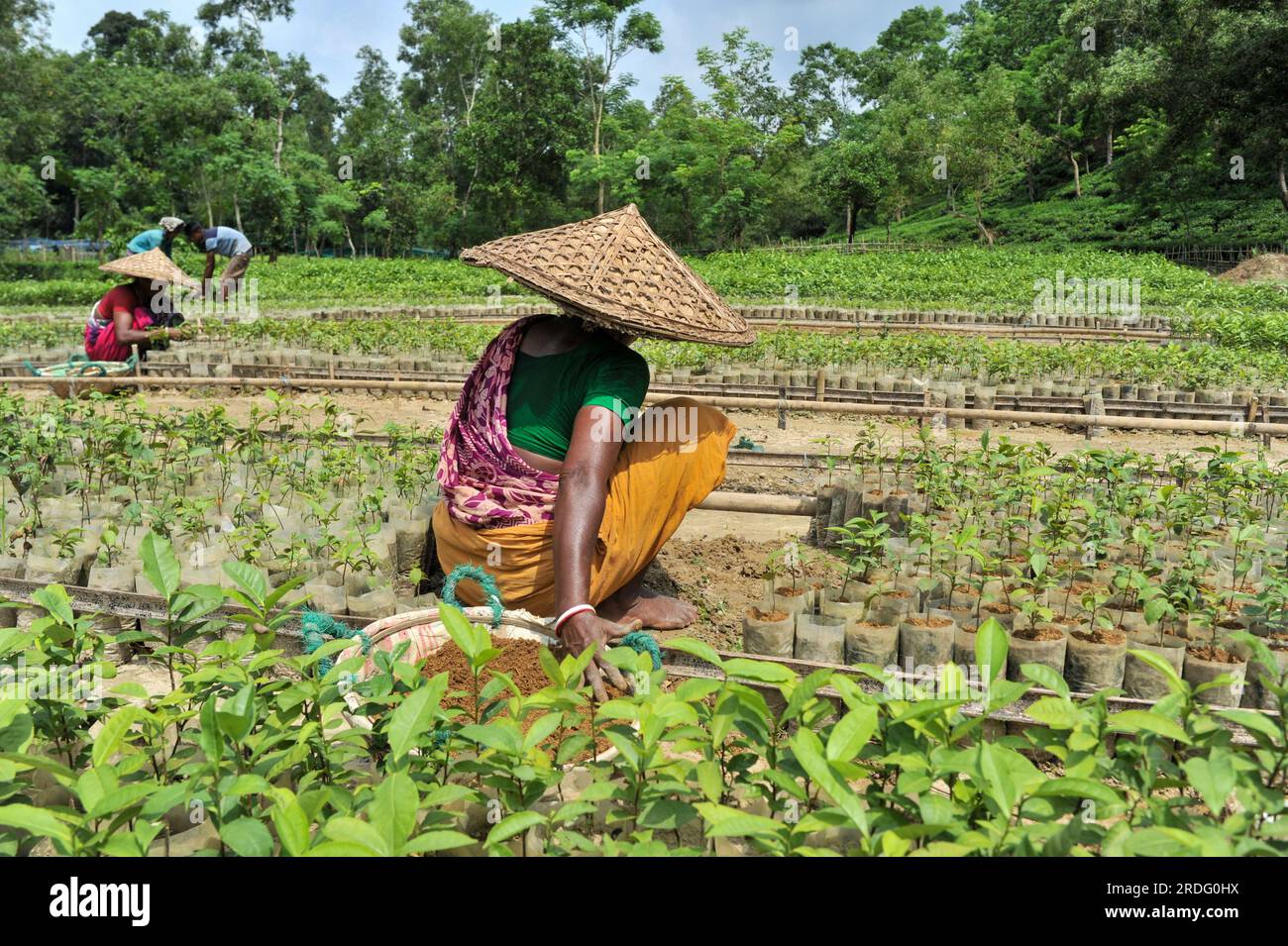 Workers at the Malnicherra Tea garden are nursing more than 25 lacs of ...