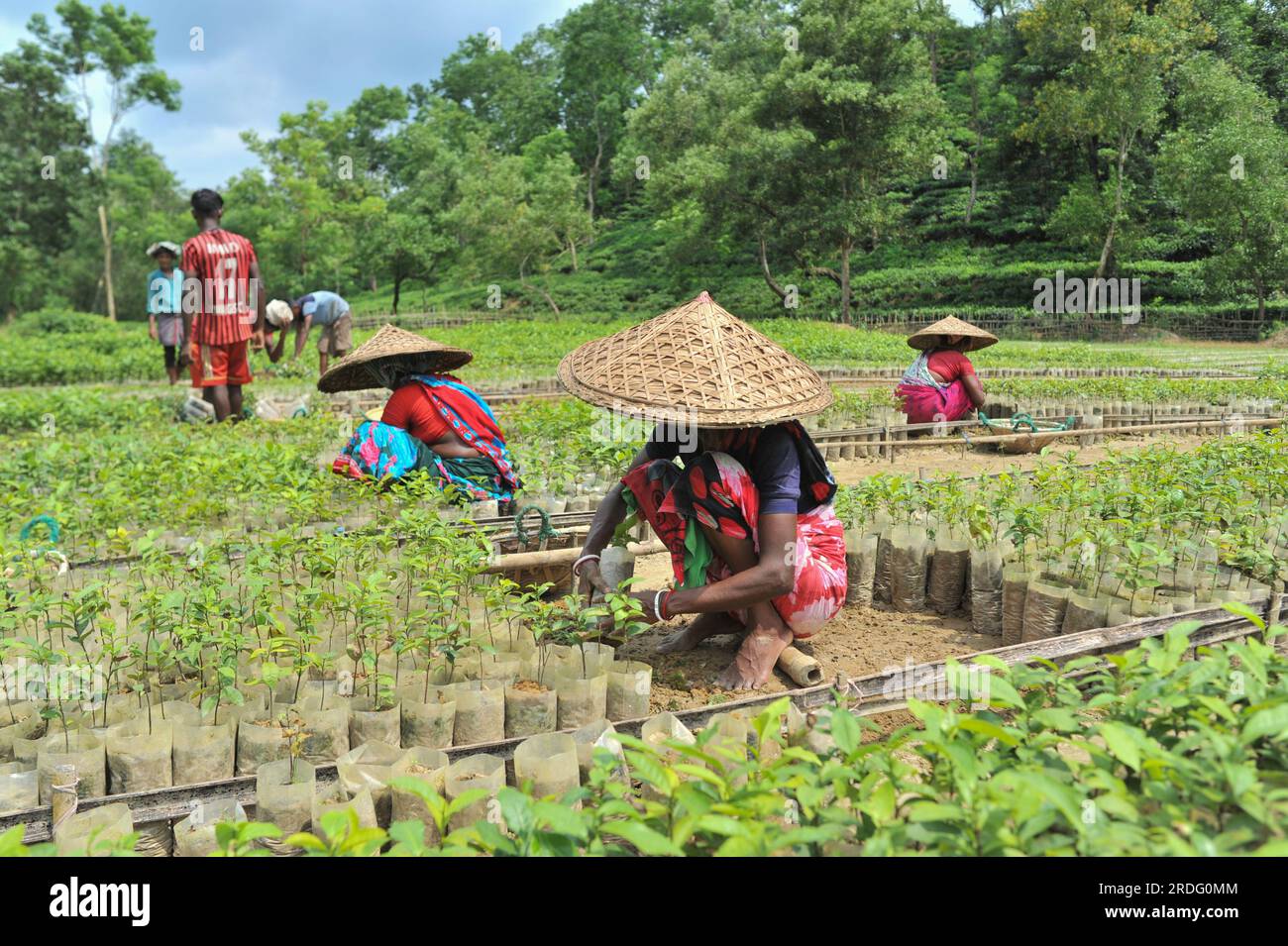 Workers at the Malnicherra Tea garden are nursing more than 25 lacs of ...