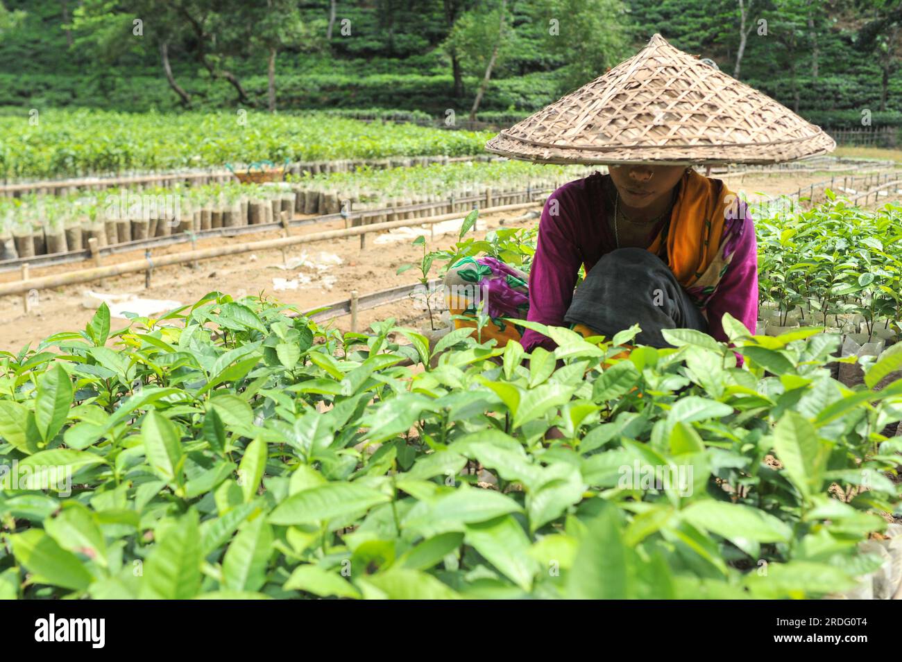 Workers at the Malnicherra Tea garden are nursing more than 25 lacs of ...