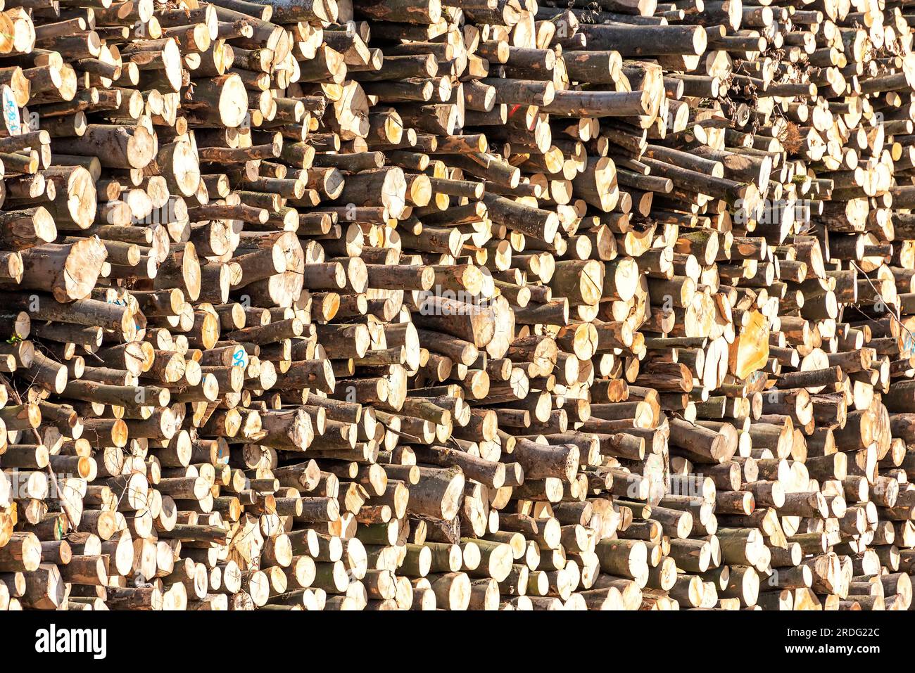 Lumberjack cutting trees in a forest hi-res stock photography and ...