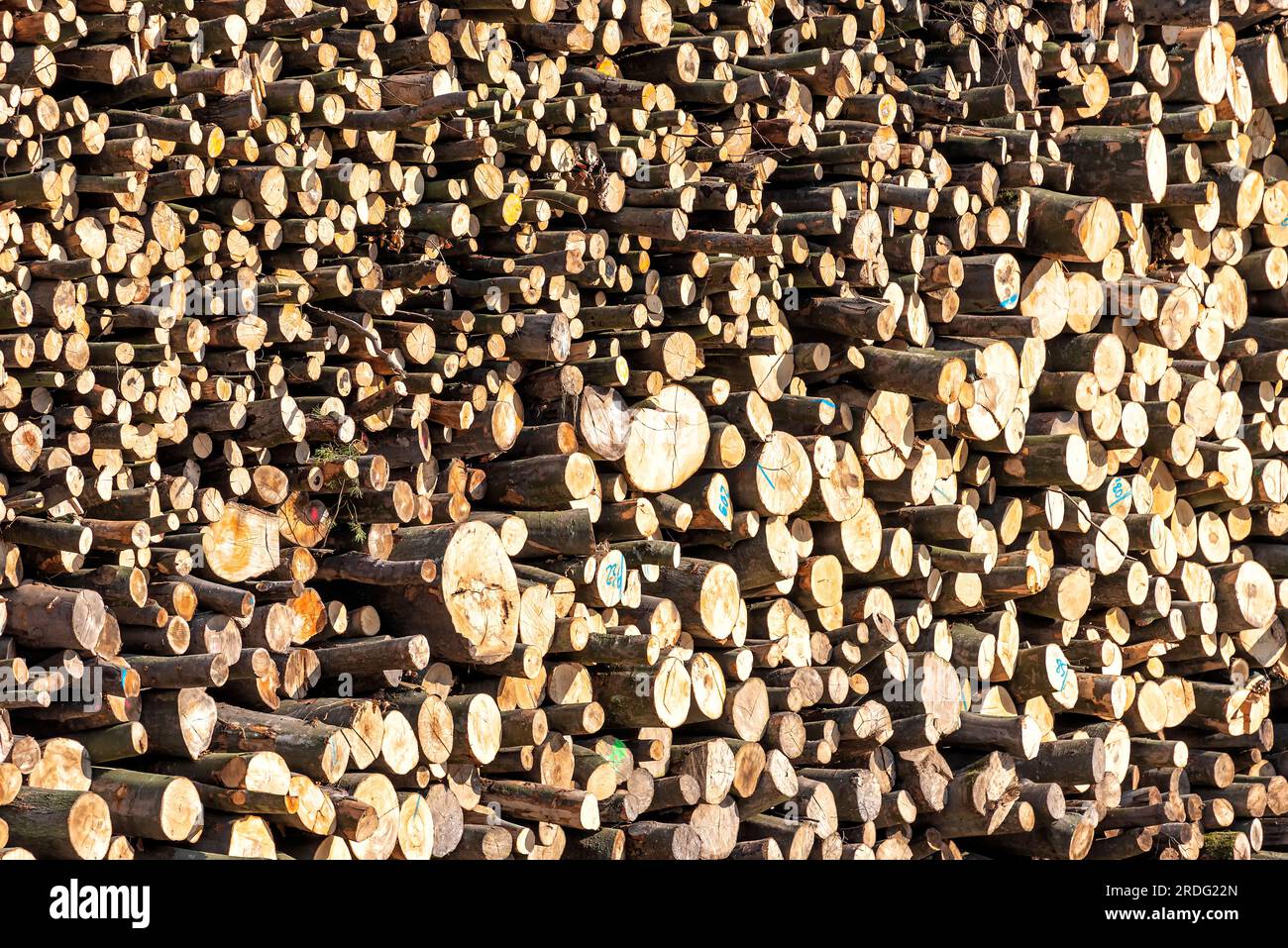 Lumberjack cutting trees in a forest hi-res stock photography and ...
