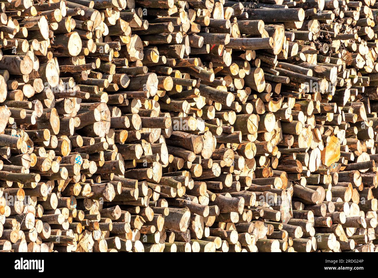 Lumberjack cutting trees in a forest hi-res stock photography and ...