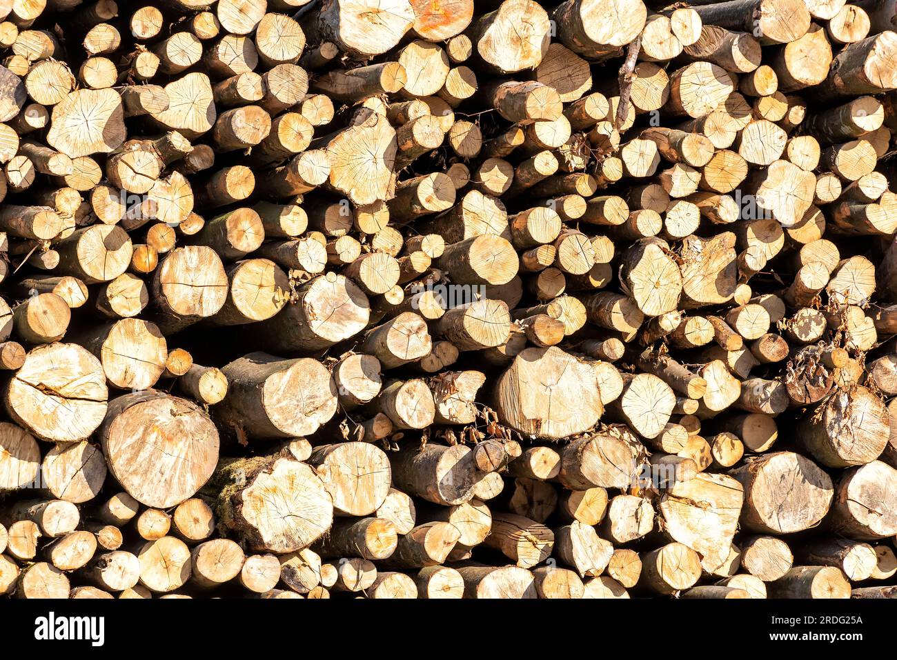 Lumberjack cutting trees in a forest hi-res stock photography and ...