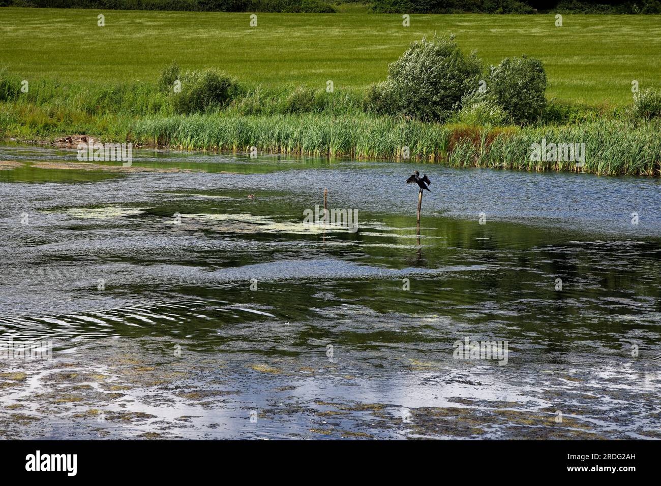 Cormorant at Sprotbrough Flash Stock Photo - Alamy