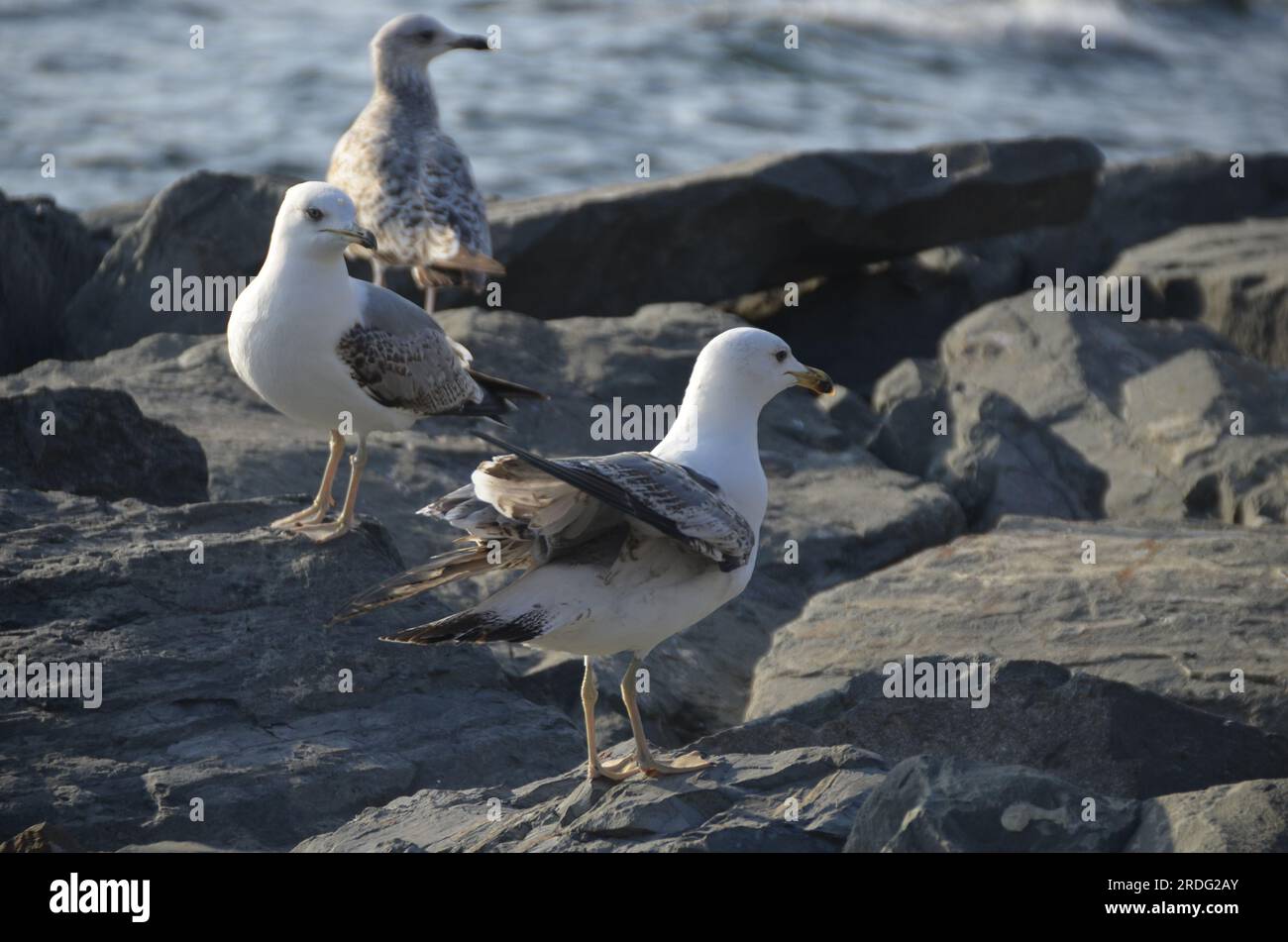 Birds sunbathing sea hi-res stock photography and images - Alamy