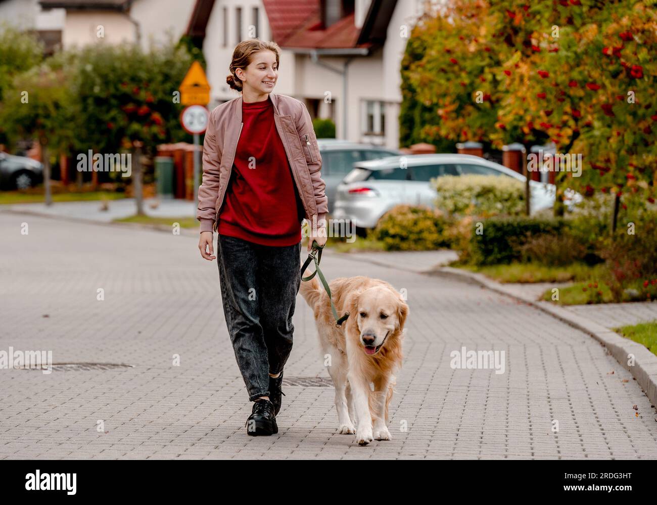 Preteen girl with golden retriever dog walking at street. Pretty child ...