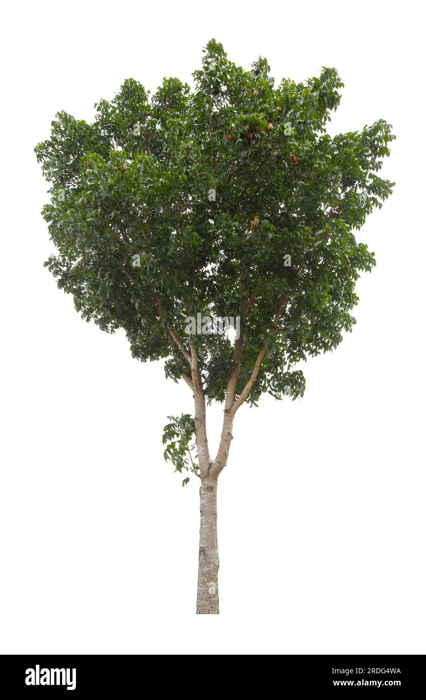 Big Tree isolated on white background. Tropical tree isolated Stock ...