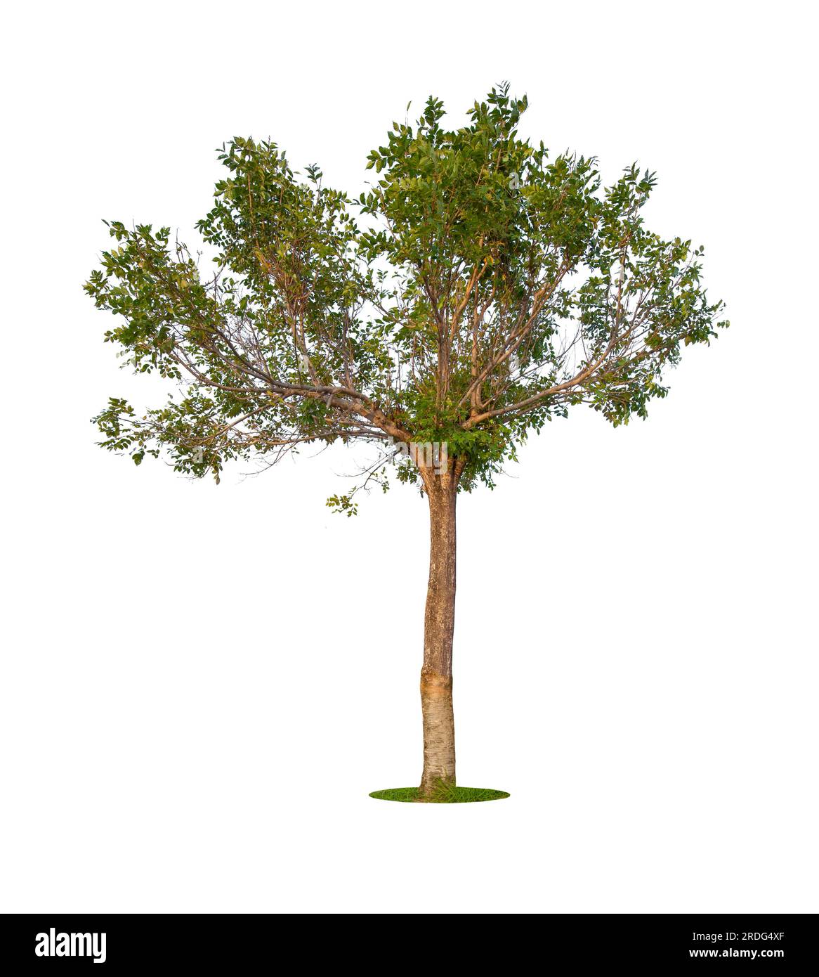 Tree isolated on white background, Save Clipping Path. Tropical tree ...