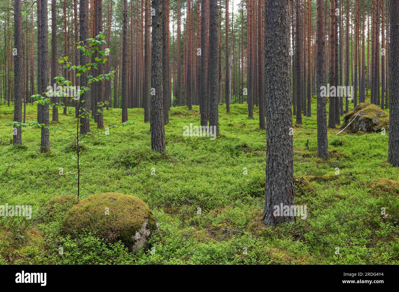 Boreal forest landscape. Forest floor covered with bilberry shrubs ...