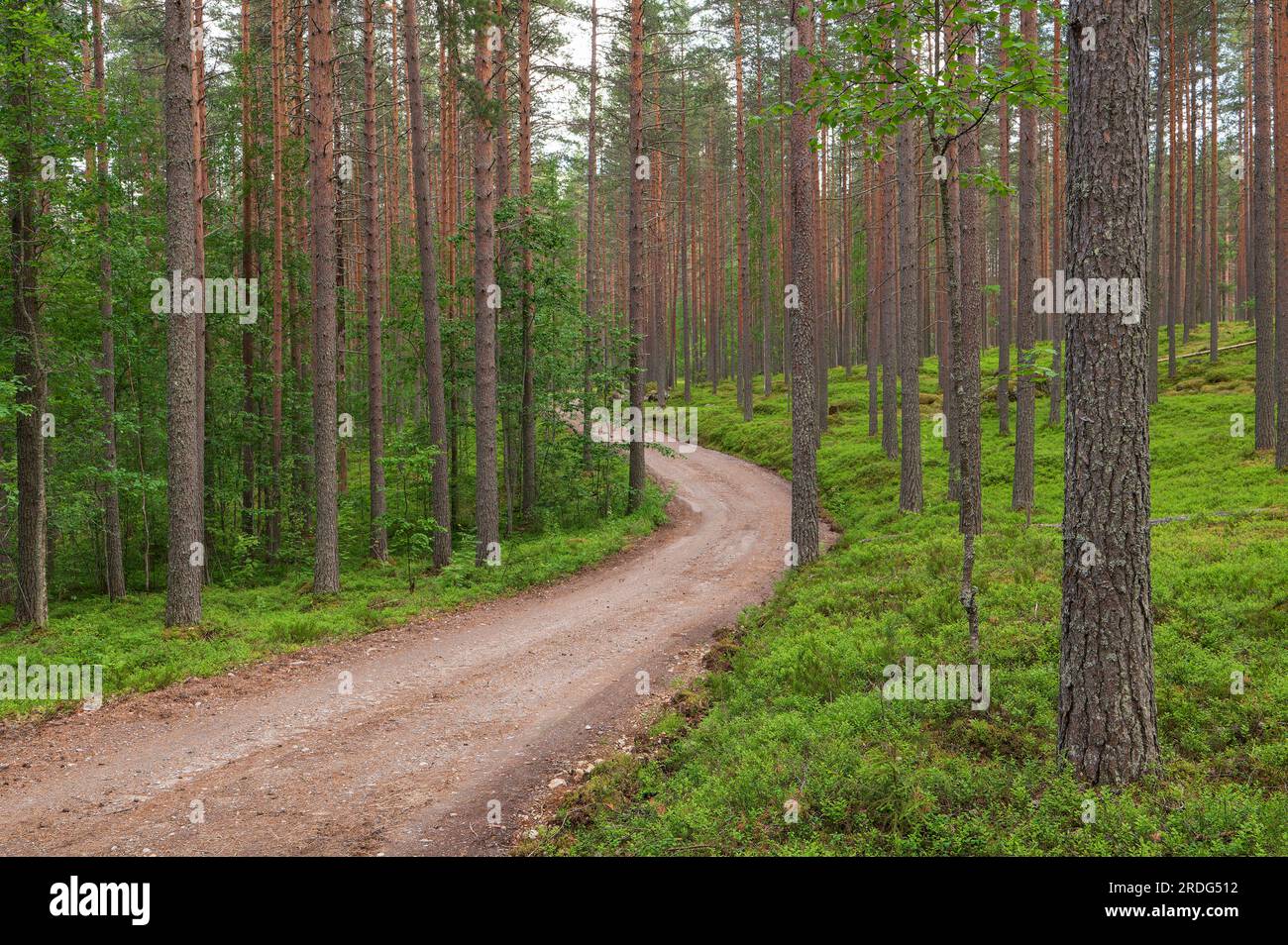 Narrow pine tree trunks hi-res stock photography and images - Alamy