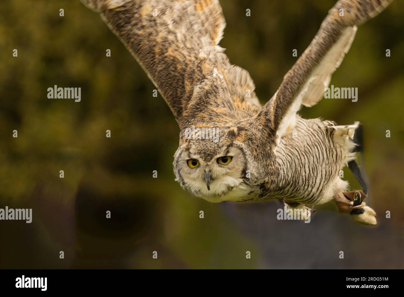 Bird wing display hi-res stock photography and images - Alamy