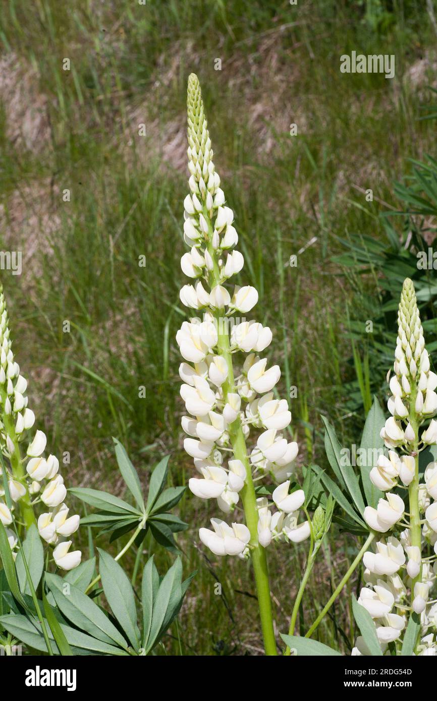 LUPINUS Lupin in the legume family Fabaceae Stock Photo - Alamy