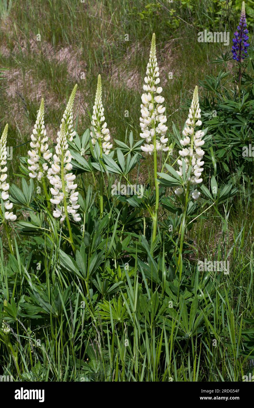 LUPINUS Lupin in the legume family Fabaceae Stock Photo - Alamy