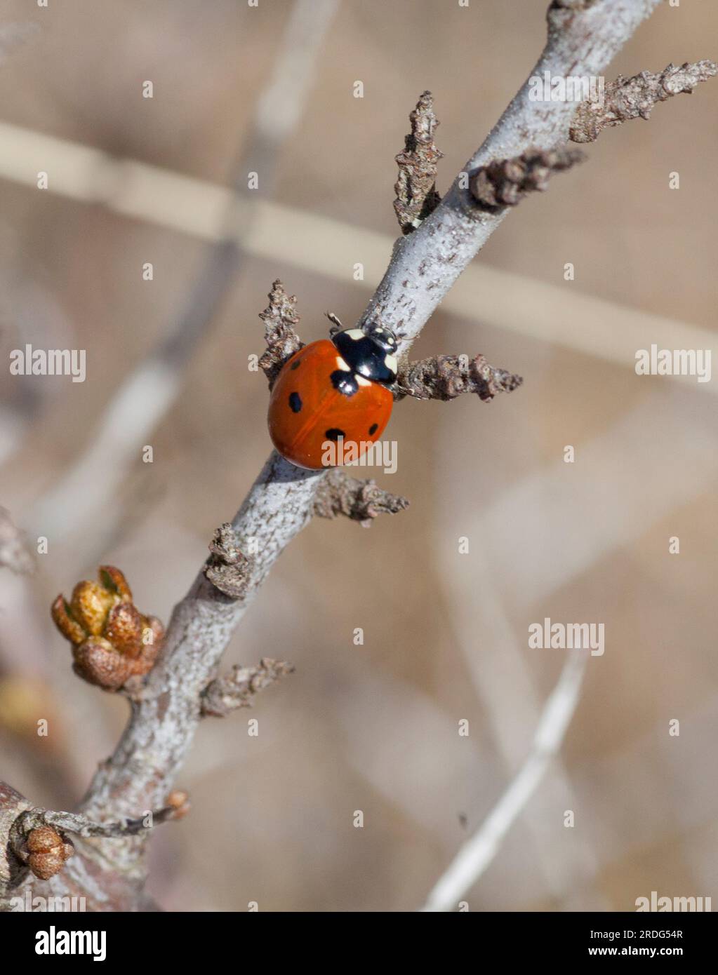 LADYBUG Coccinellidae on a branch in spring Stock Photo - Alamy