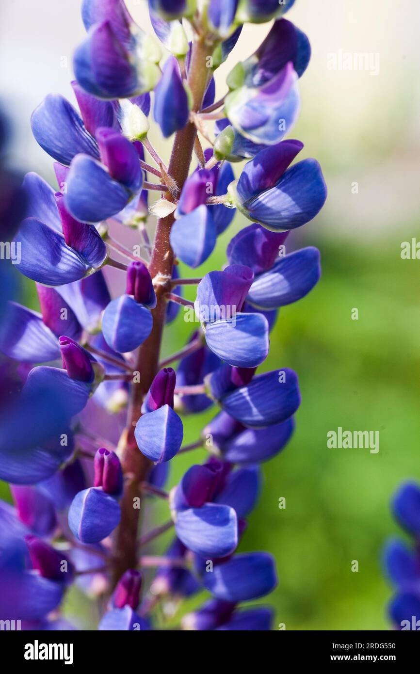 LUPINUS Lupin in the legume family Fabaceae Stock Photo - Alamy