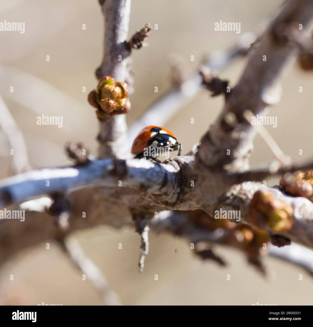 LADYBUG Coccinellidae on a branch in spring Stock Photo - Alamy