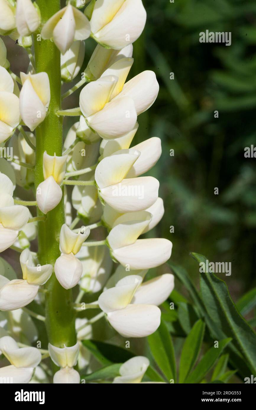 LUPINUS Lupin in the legume family Fabaceae Stock Photo - Alamy
