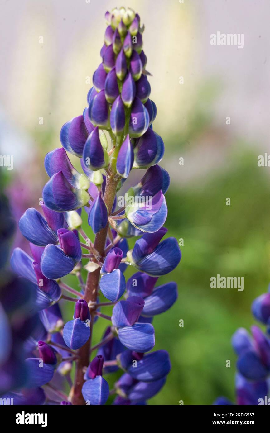 LUPINUS Lupin in the legume family Fabaceae Stock Photo - Alamy