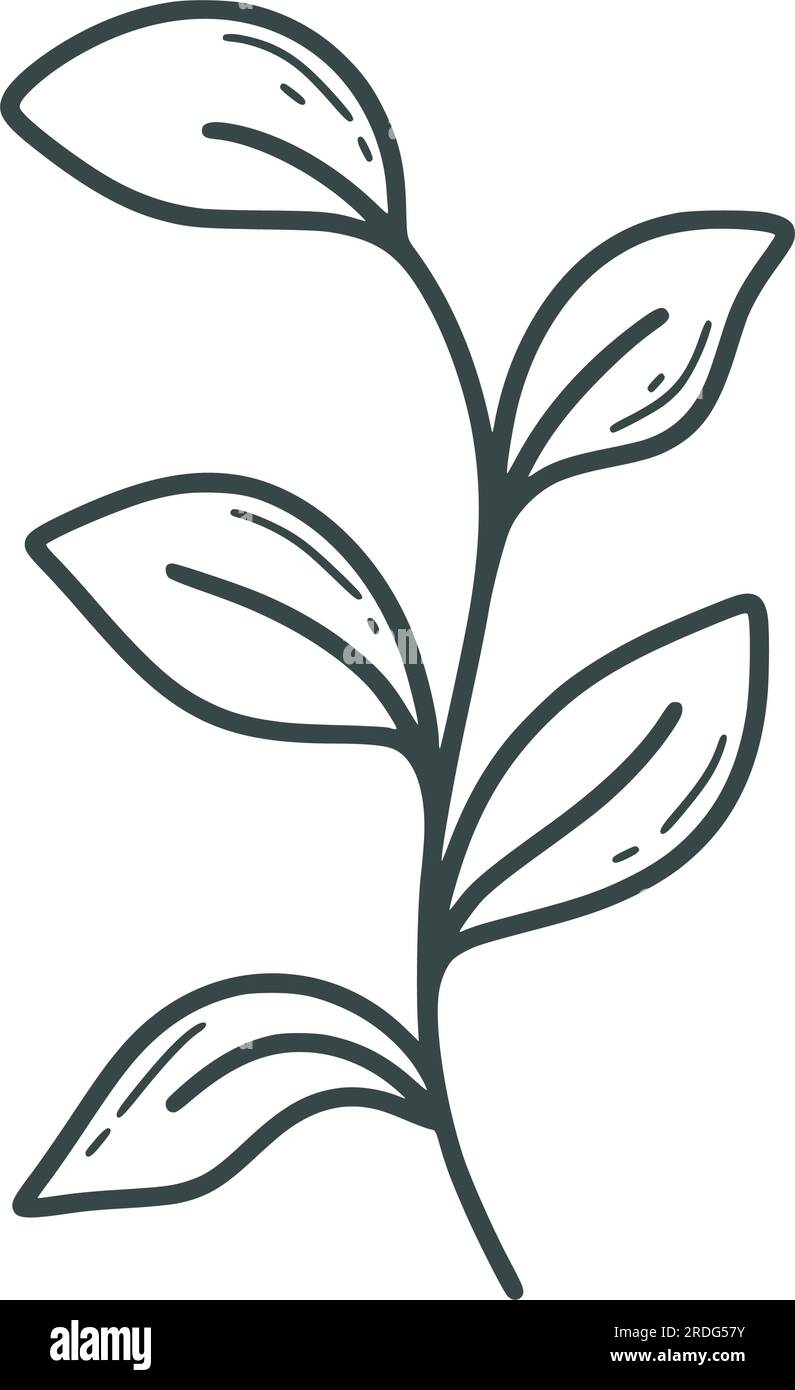 Hand drawn rustic leafy twig. Branch with leaves doodle sketch style ...