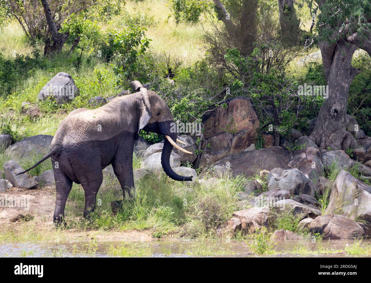 The tide mark shows that this Elephant has just waded across the Ruaha ...