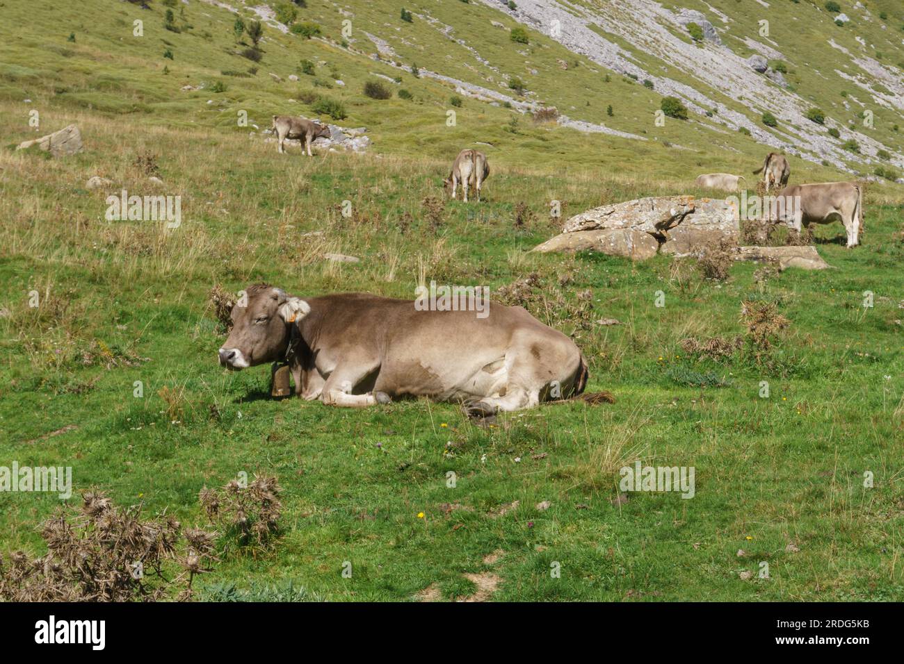Cattle breeding in the spanish pyrenees hi-res stock photography and ...
