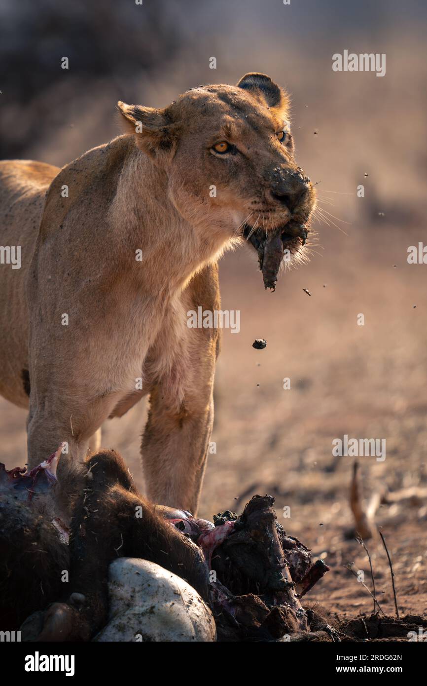 Close-up of lioness standing chewing buffalo remains Stock Photo - Alamy