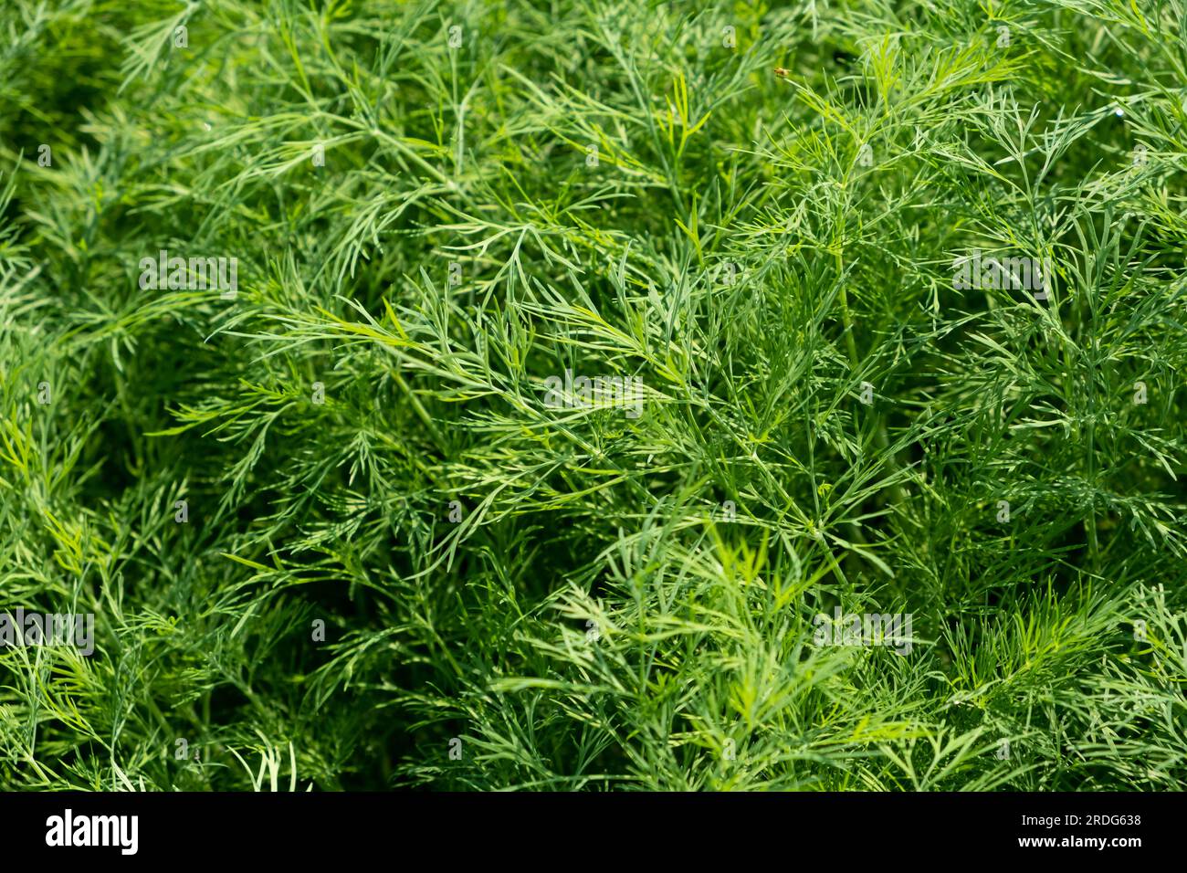 Fresh green dill in the garden close-up. Organically grown dill in the ...