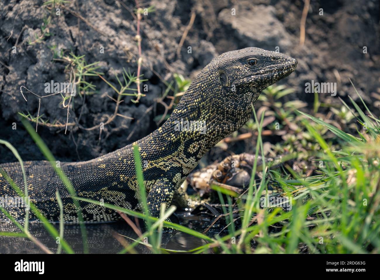 Close-up of Nile monitor in shallow water Stock Photo - Alamy