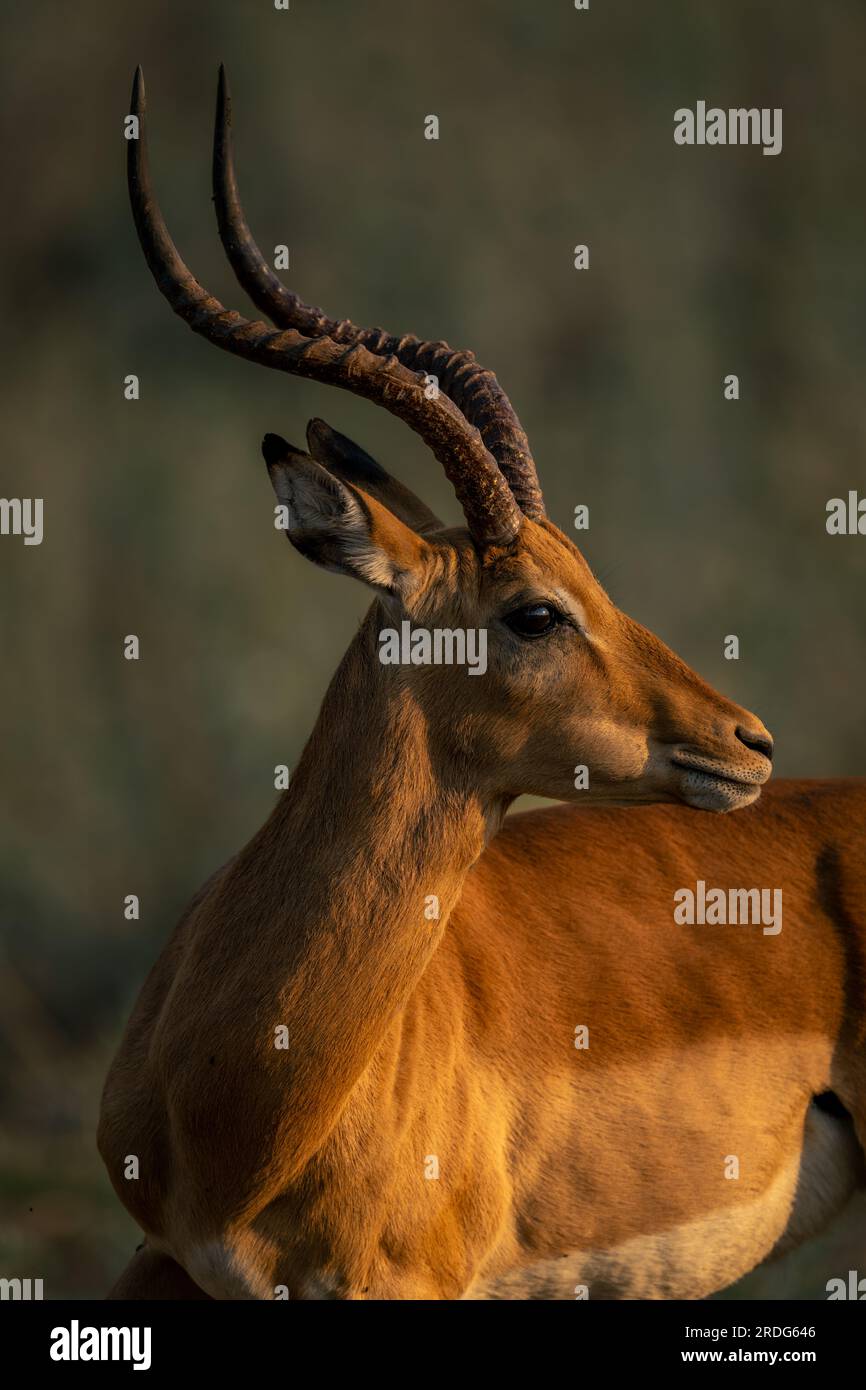 Close-up of male common impala turning head Stock Photo - Alamy