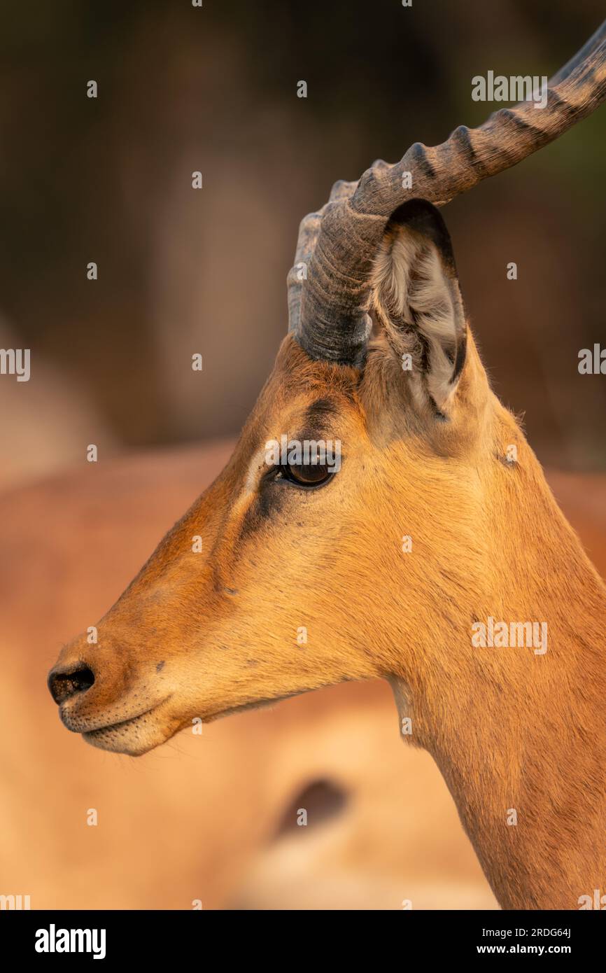 Close-up of male common impala in profile Stock Photo - Alamy