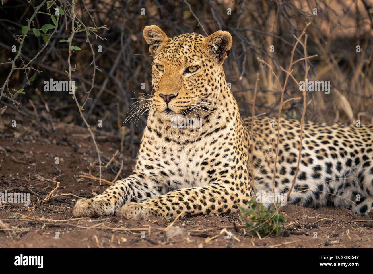 Leopard panthera pardus lying under hi-res stock photography and images ...