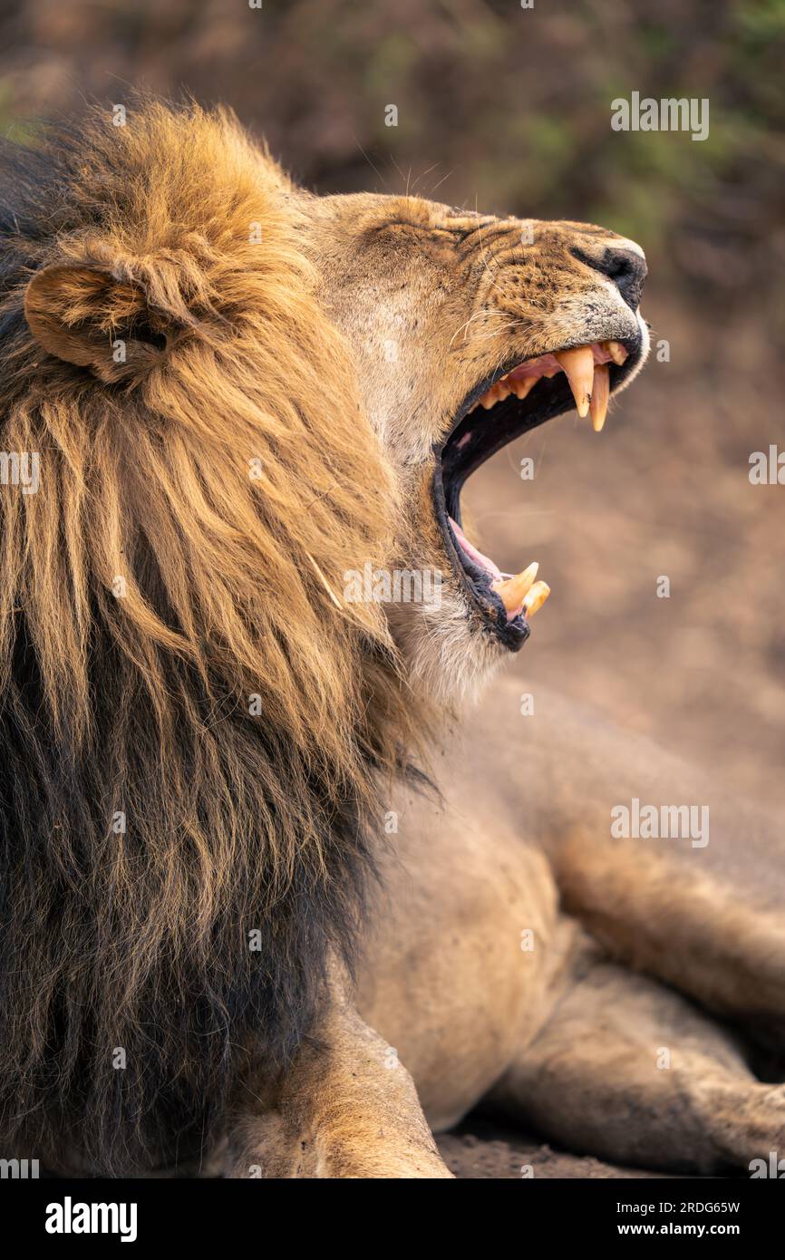 Close-up of male lion yawning turning head Stock Photo - Alamy