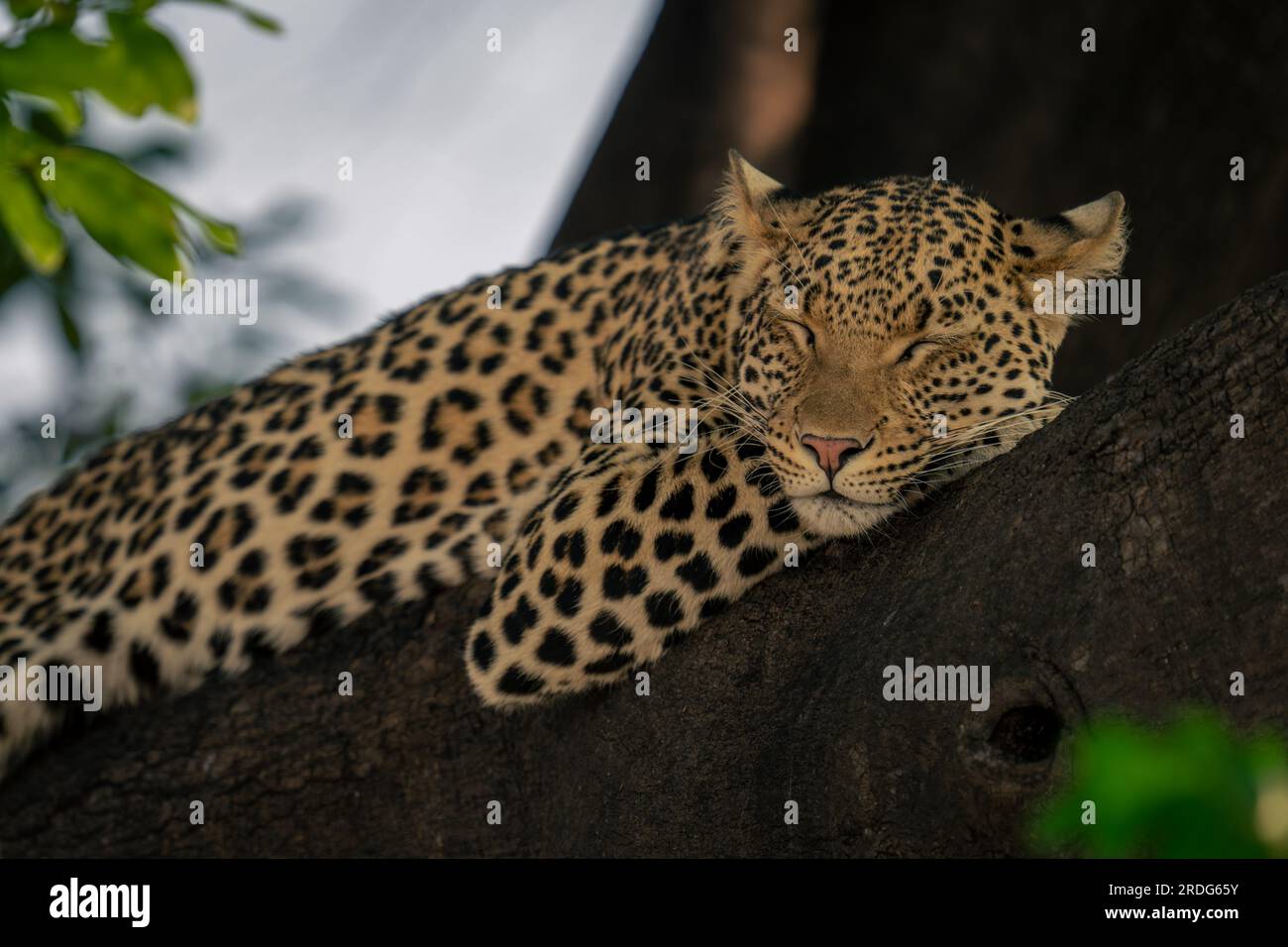 Leopard straddling tree hi-res stock photography and images - Alamy