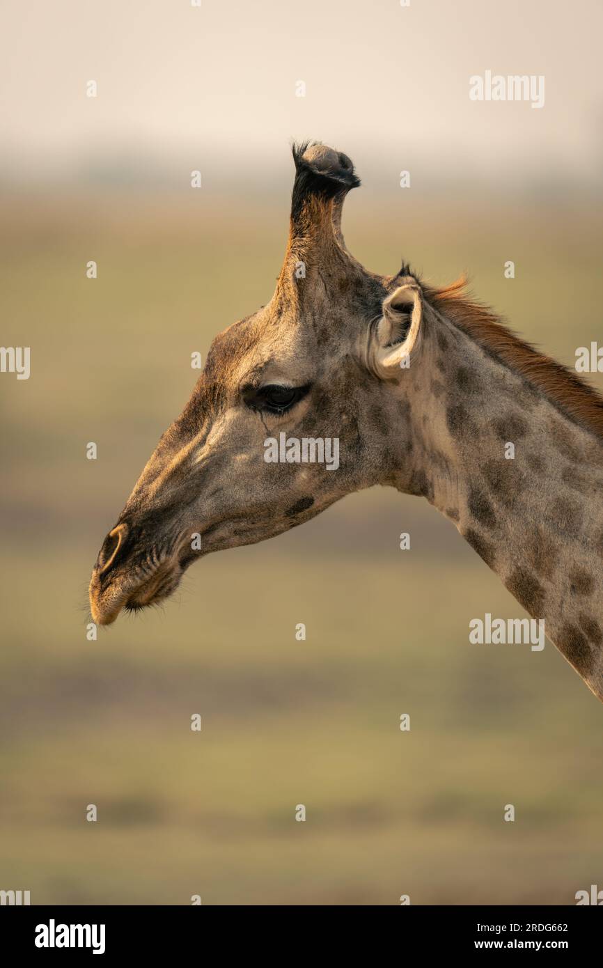 Close-up of male southern giraffe looking down Stock Photo - Alamy