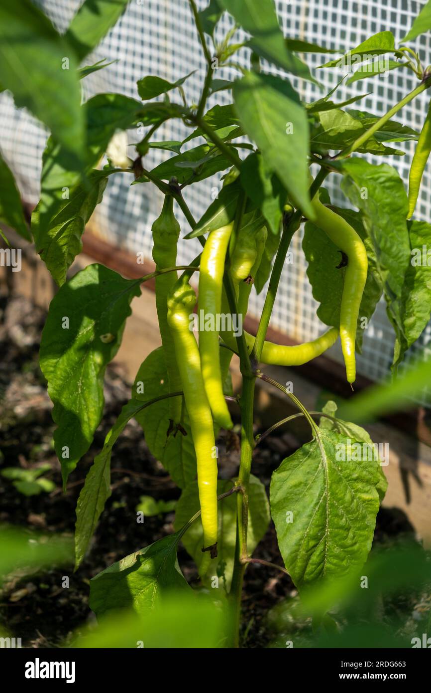 A lot of green peppers on a bush in a greenhouse. Peppers in a ...