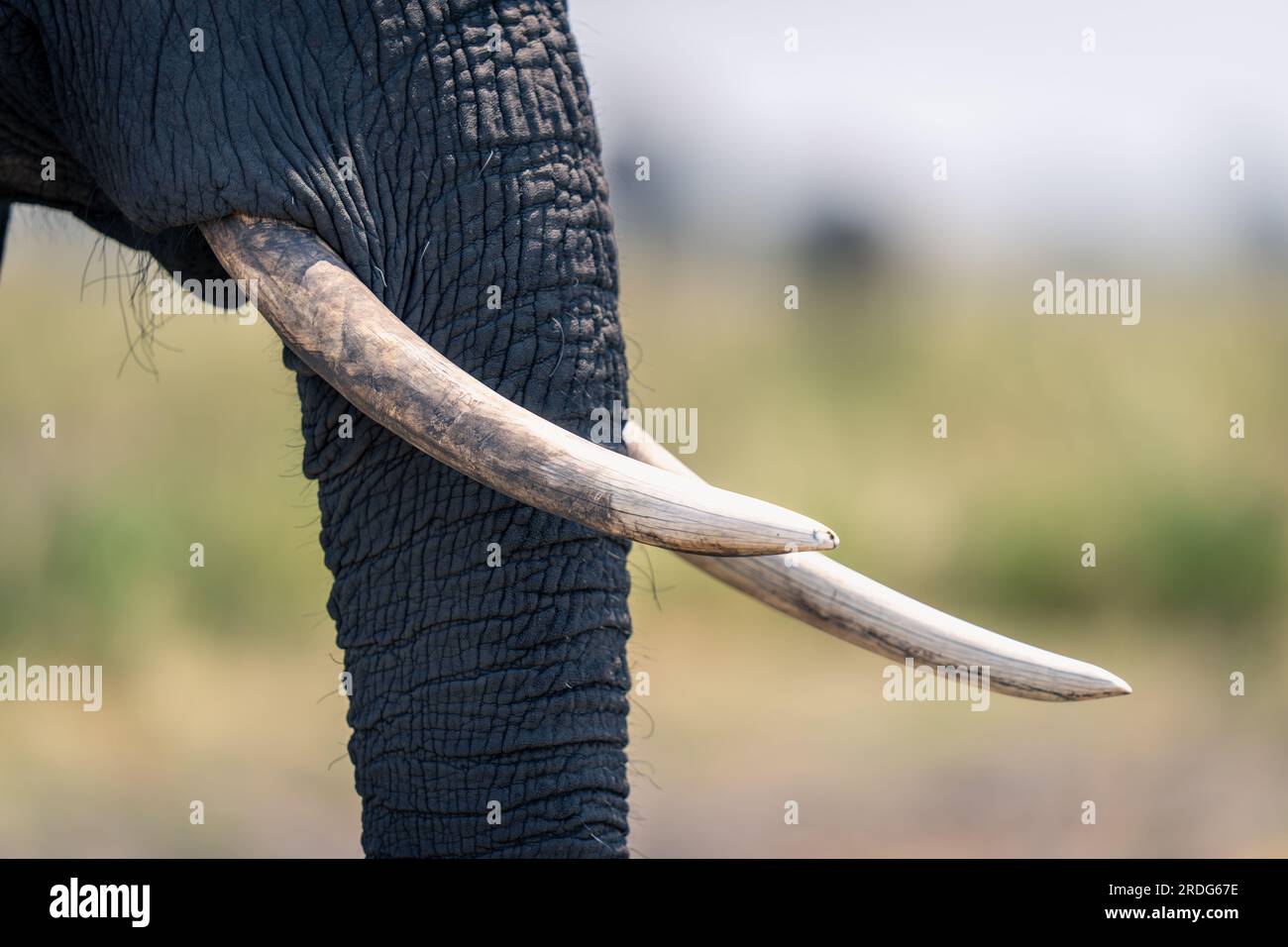 Close-up of tusks of African bush elephant Stock Photo - Alamy