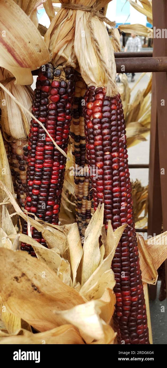Two Indian ornamental corn cobs hanging Stock Photo - Alamy