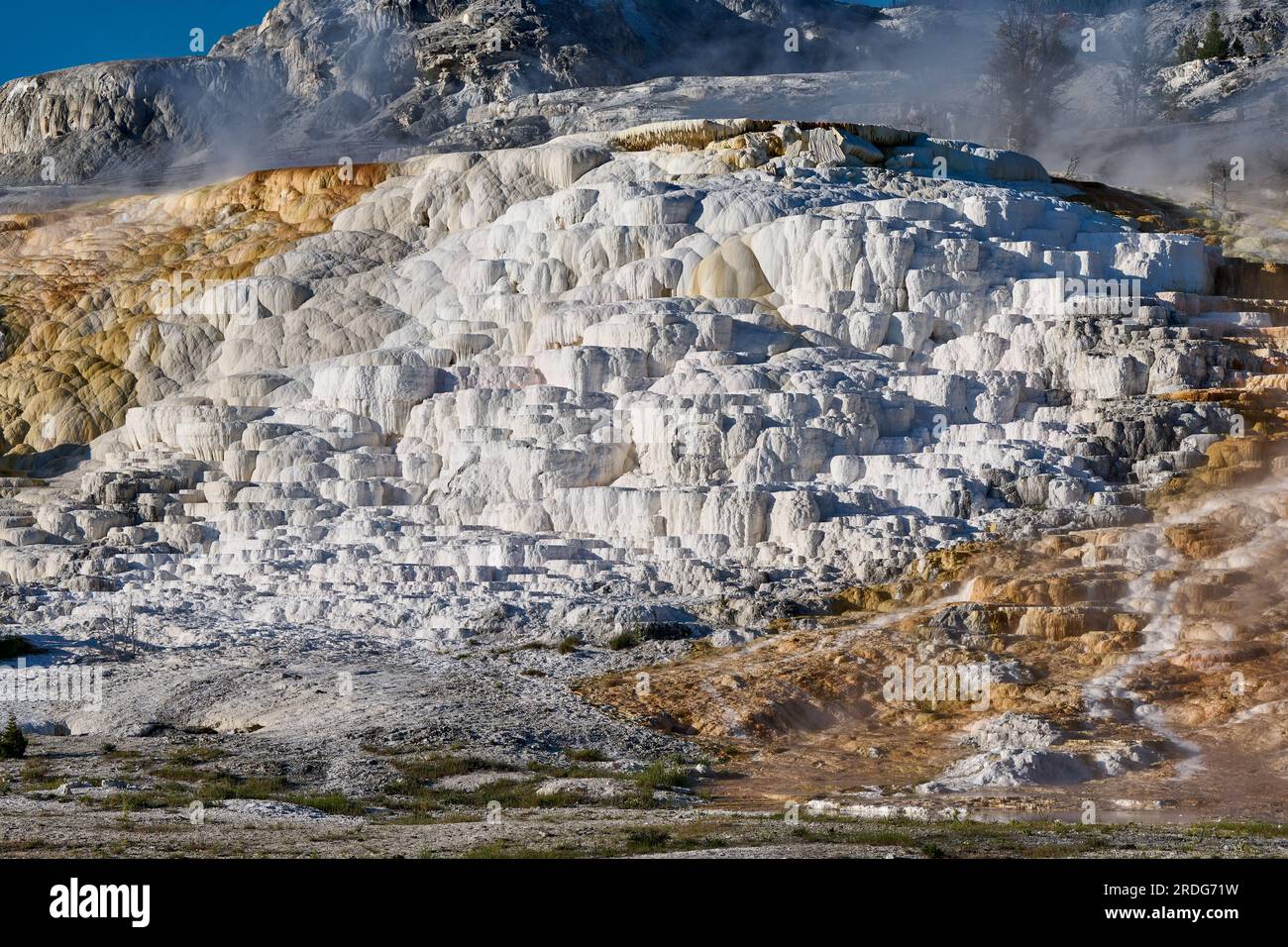 Palette Spring, Mammoth Hot Springs, Yellowstone National Park, Wyoming ...