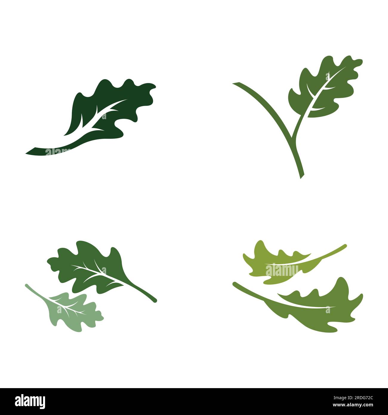 Oak Tree Leaves Vector