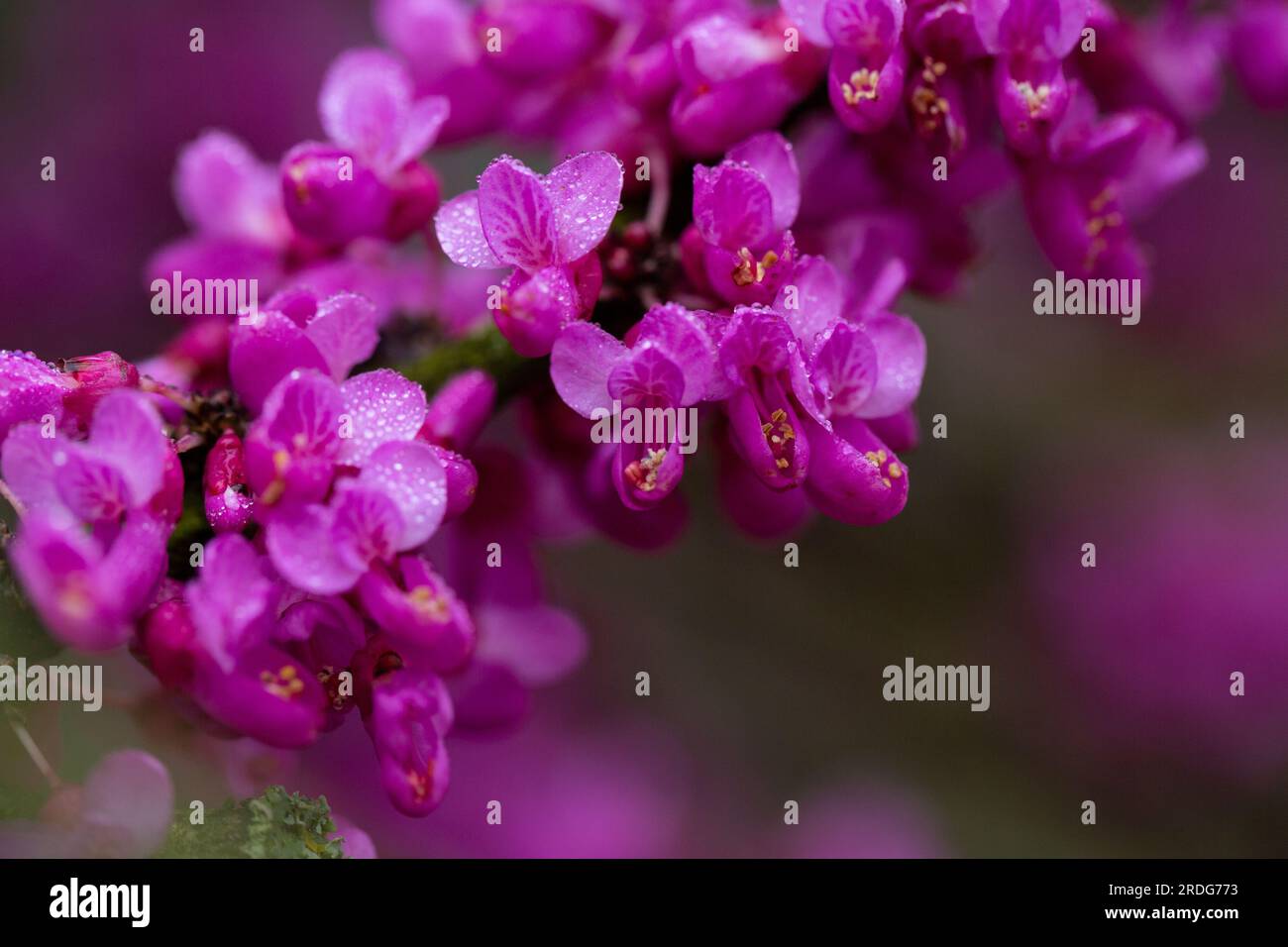 close-up red flowers of the Chinese redbud Cercis chinensis selective ...