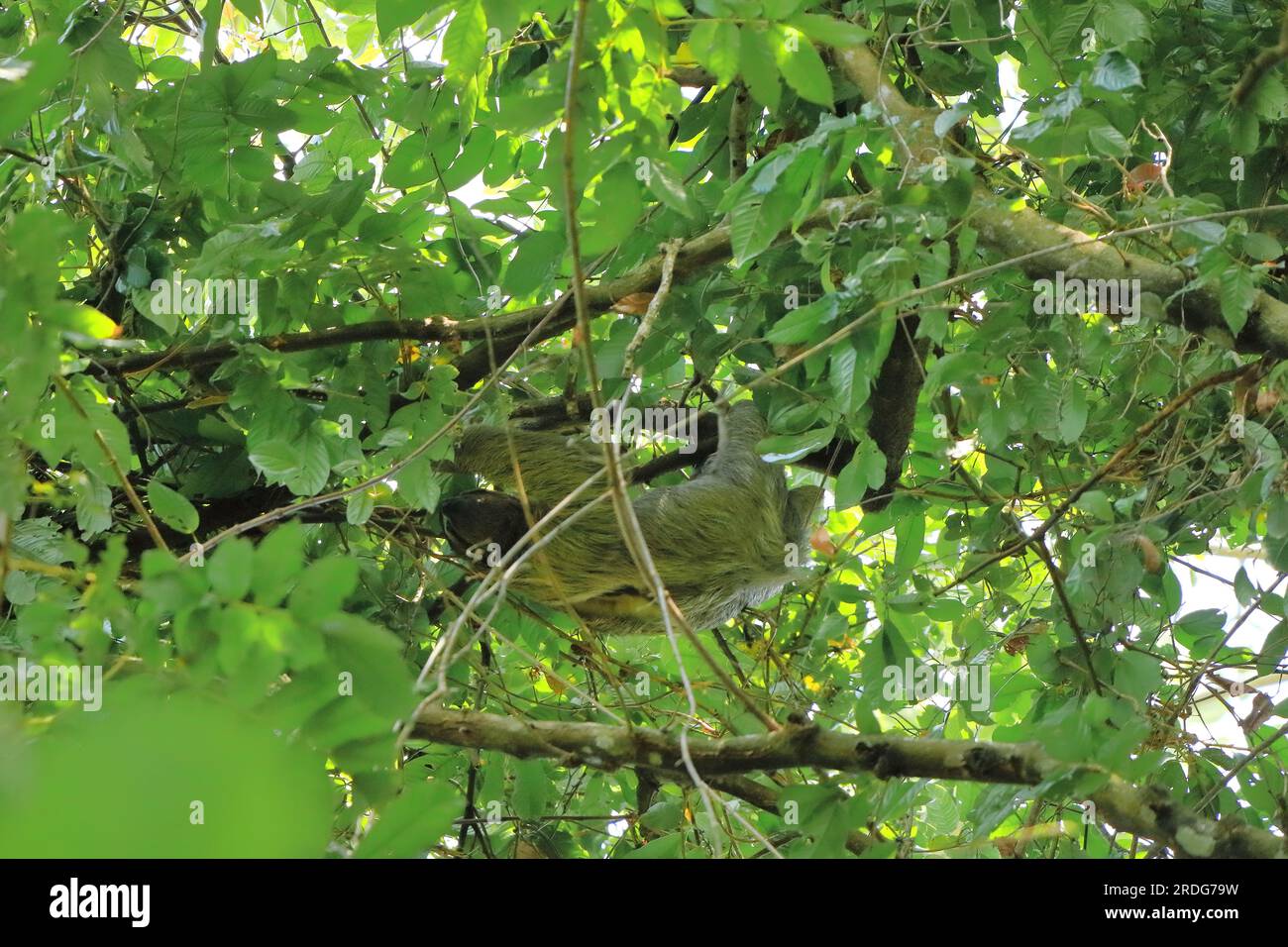 Cute sloth hanging on tree branch with funny face look, portrait of ...