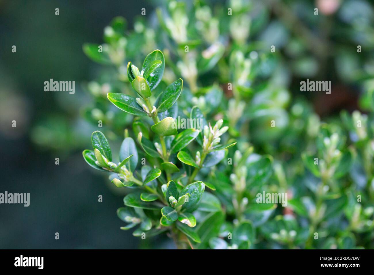 Fresh green buxus (Buxus sempervirens) leaves. Close-up of evergreen ...