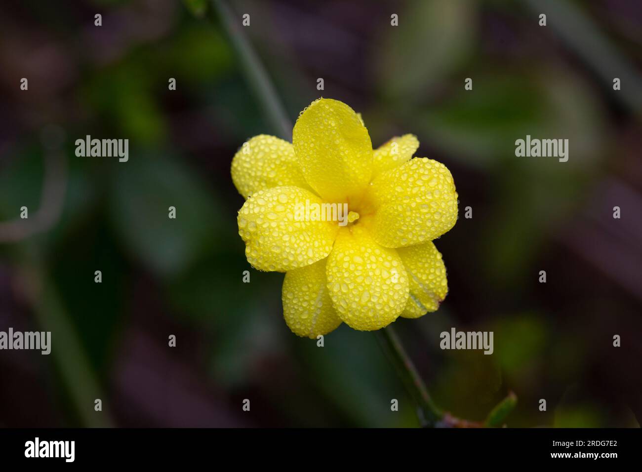 Primrose Jasmine or Jasminum mesnyi, bright yellow flowers, close up ...