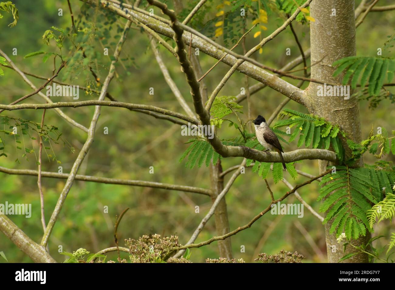 Common birds in java hi-res stock photography and images - Alamy