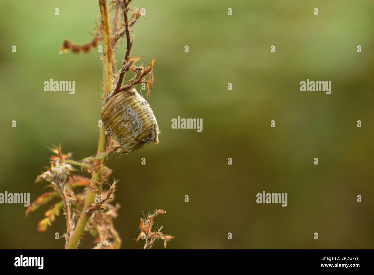 Mantis ootheca attached to plant, Insects egg form Stock Photo - Alamy