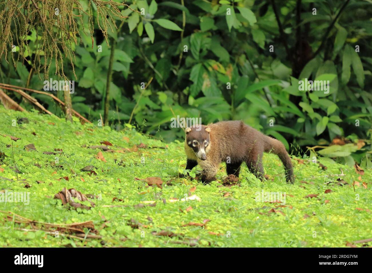 Animals Of Costa Rica Rainforest at Marina Williams blog